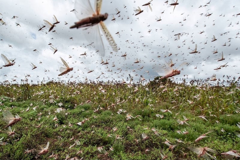 Morocco sends teams to monitor and control potential locust threat on ...