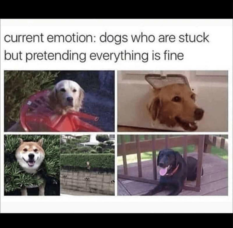 45 Funniest Dog Memes From Canine Enthusiasts This Week (March 22, 2025)