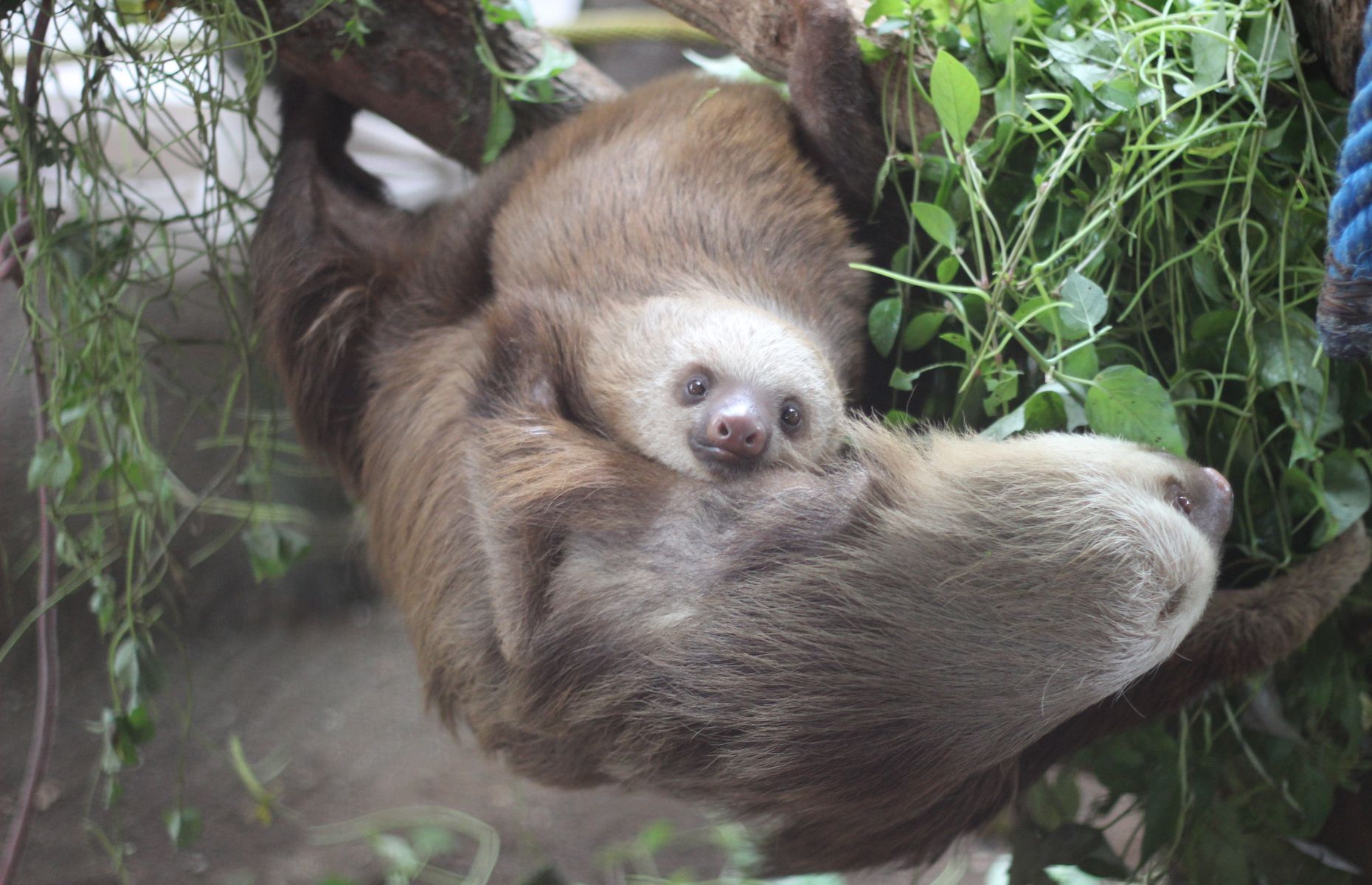 Slow down and enjoy these 20 facts about sloths