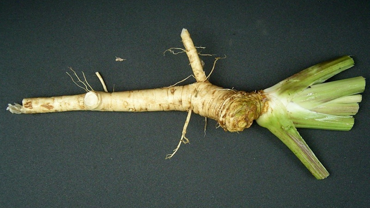 Rafano: i segreti per coltivare con successo questa radice piccante