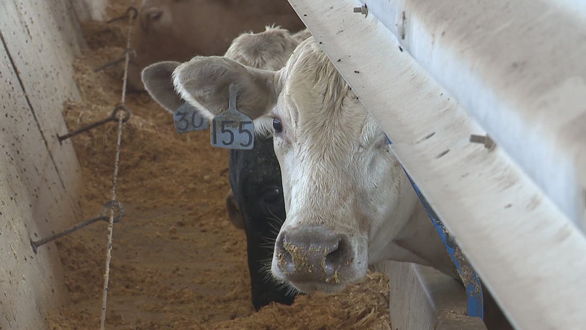 USDA's National Agricultural Statistics Service set to restart two reports