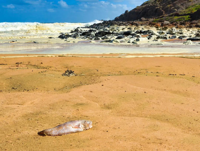 Toxic algal bloom off South Australia