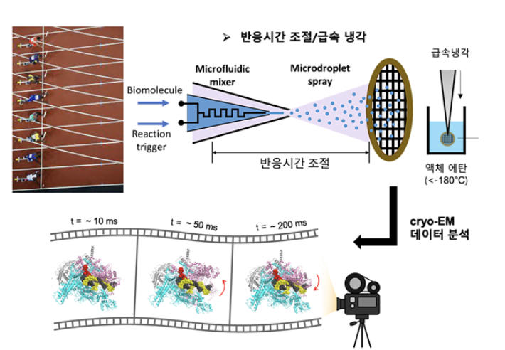 KAIST, 1천분의 6초에 발생하는 단백질 반응 분석