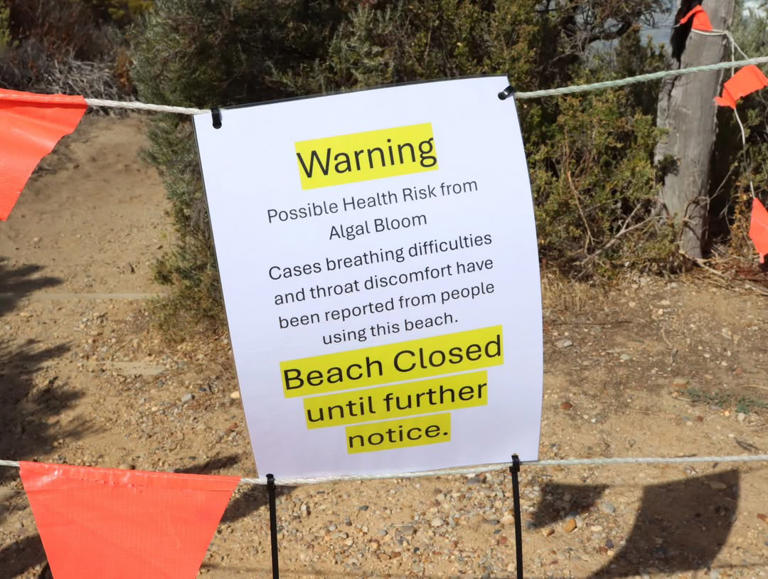 Toxic algal bloom off South Australia