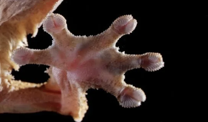 How a Gecko's feet grip walls