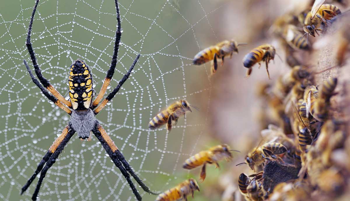 Animal Architecture: 6 Animals That Build Their Own Homes