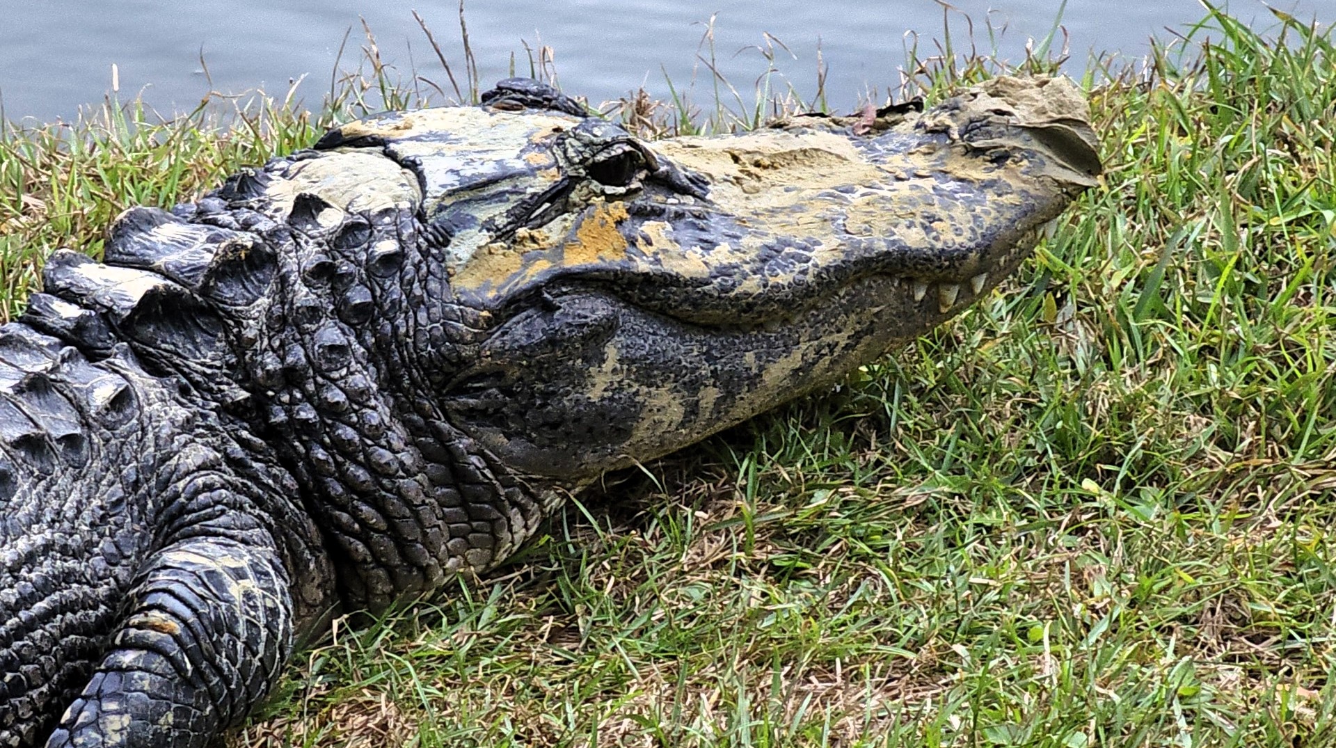 A beloved gator served as a community’s mascot. Then came a trapper.