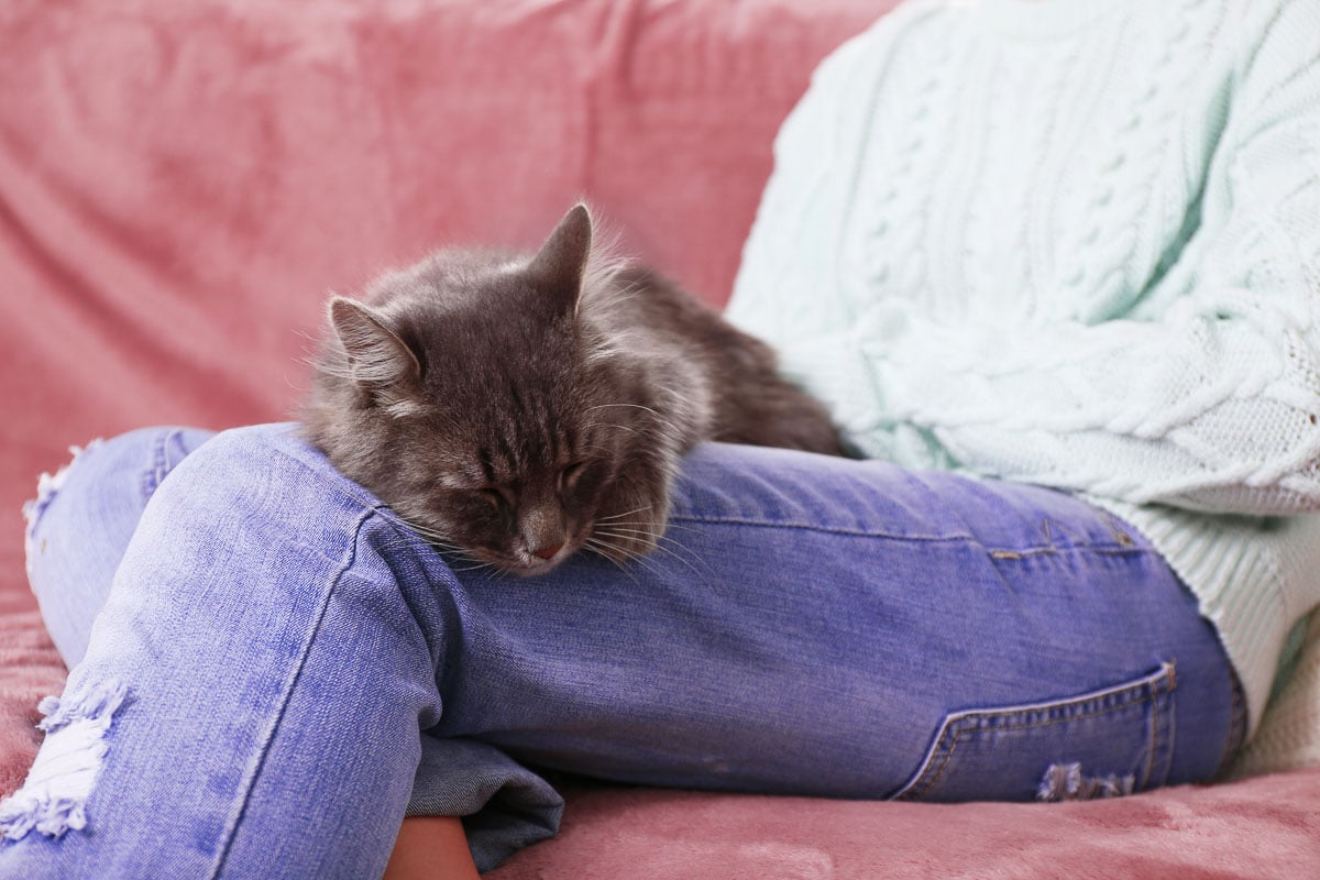 Why Does Your Cat Want to Sleep on Your Legs?