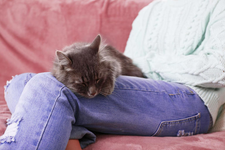 Why Does Your Cat Want to Sleep on Your Legs?