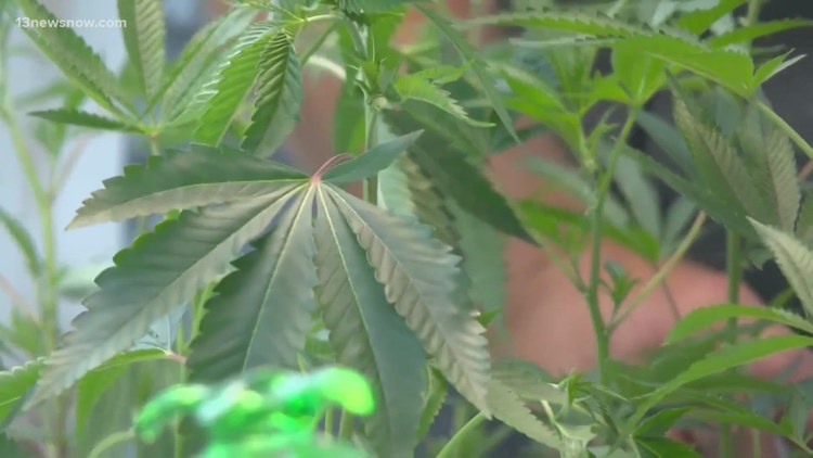 New study reveals more than half of marijuana users drive hours after ...