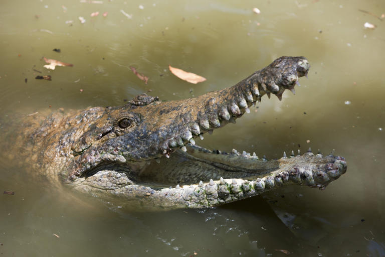 Surprise twist as croc-infested waters get nod in Brisbane 2032 plan