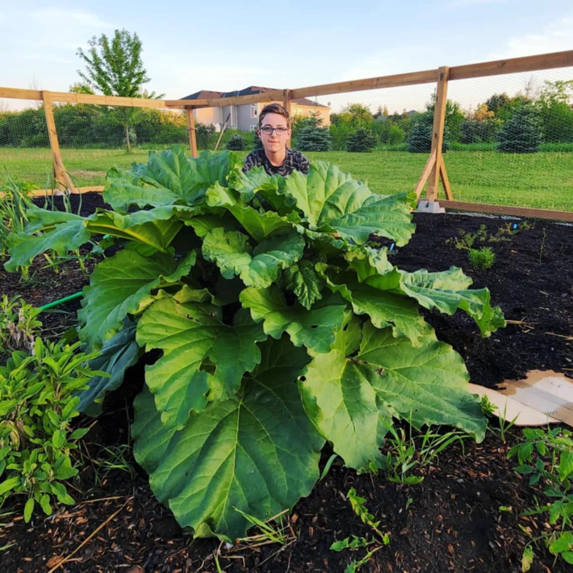 Seed sales blossoming as gardeners try to avoid U.S. produce