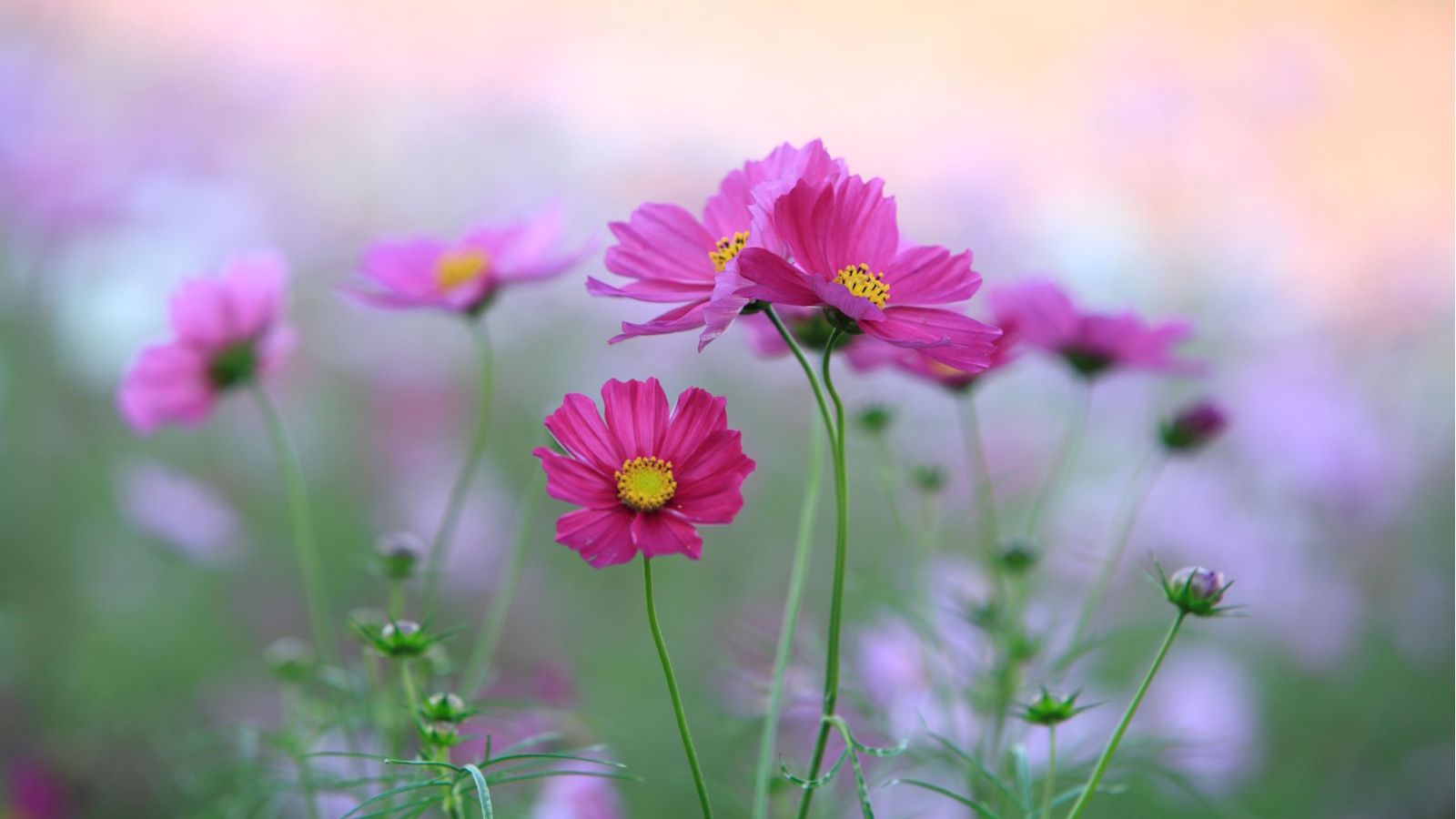 Best types of cosmos – 15 beautiful varieties to grow for a colorful ...