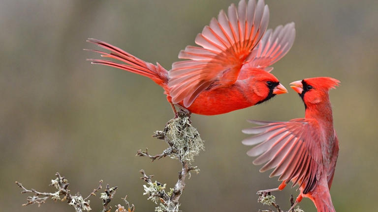 Birds got their feathers from dinosaurs: How evolution defied extinction