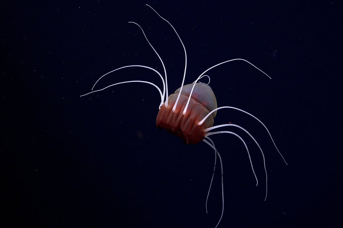 Scientists discover ‘thriving ecosystem’ of deep sea creatures after ...