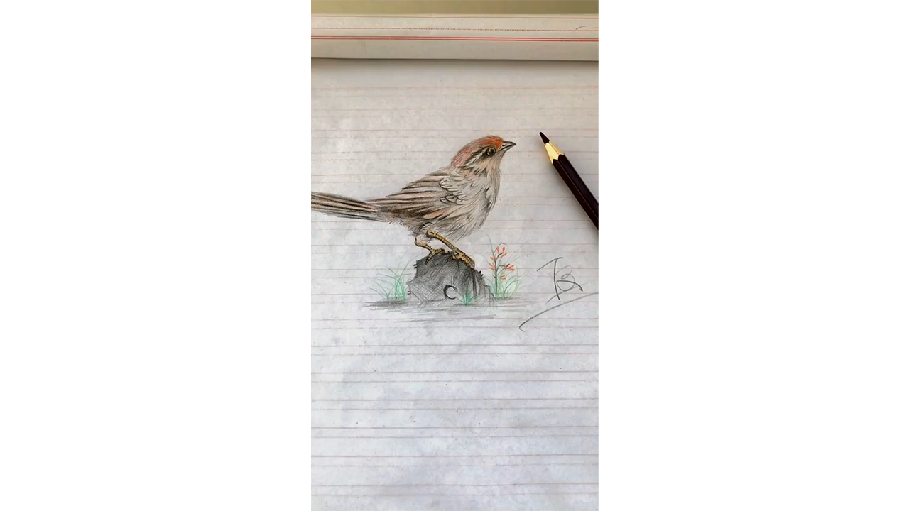 Showing The Art Of The Bird On Paper