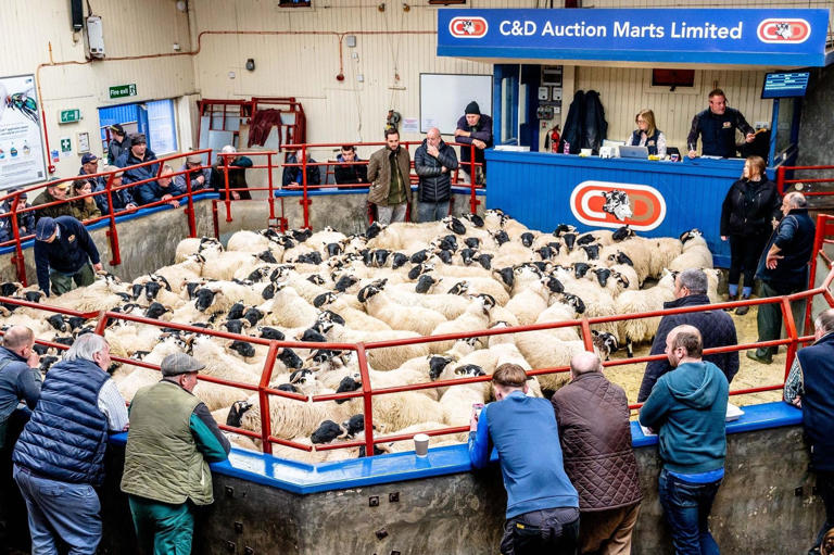 Northumberland auctioneer secures ‘dream job’ at the UK’s largest sheep ...