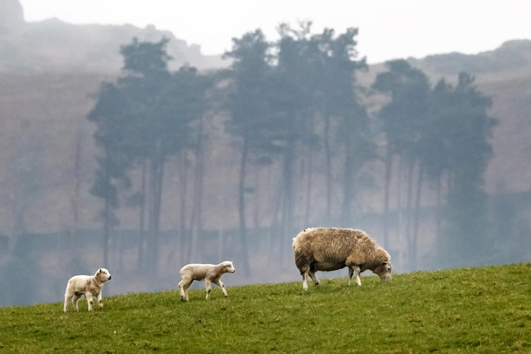 Bird flu detected in sheep for the first time in England