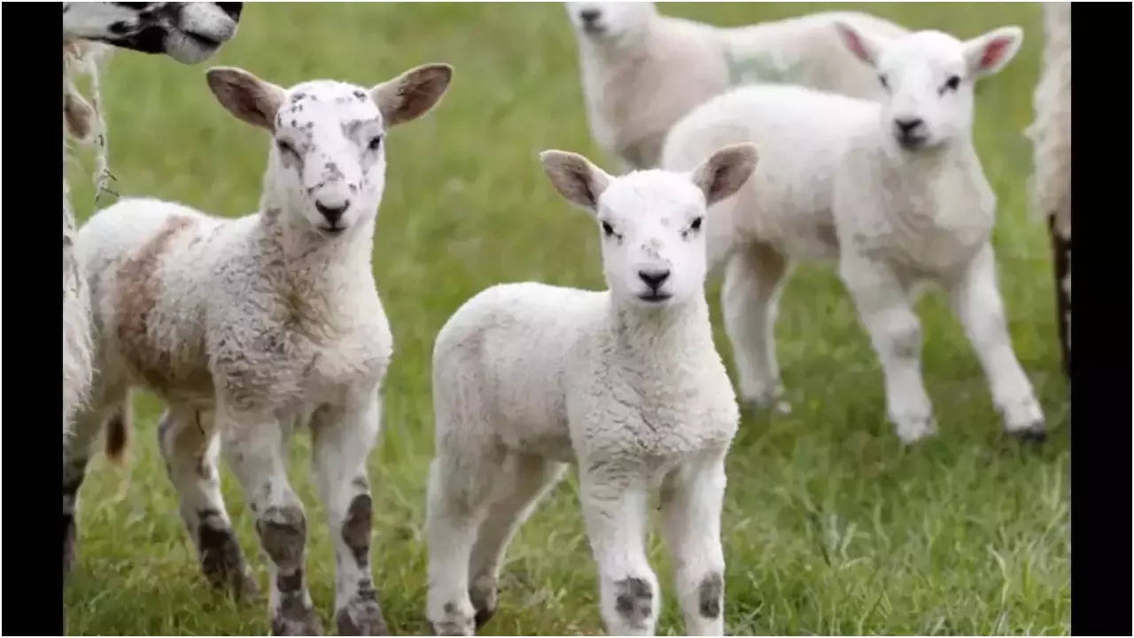 Bird flu detected in sheep in UK for first time
