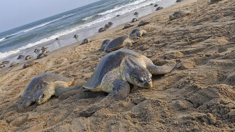 Second phase of Olive Ridley mass nesting at Rushikulya