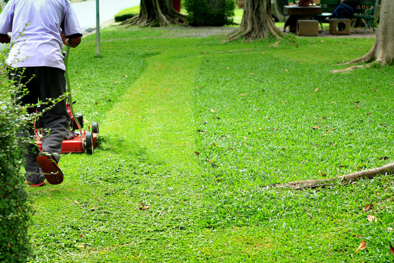 Mulching vs. Bagging Grass Clippings: What's Best For Spring Lawn Growth?