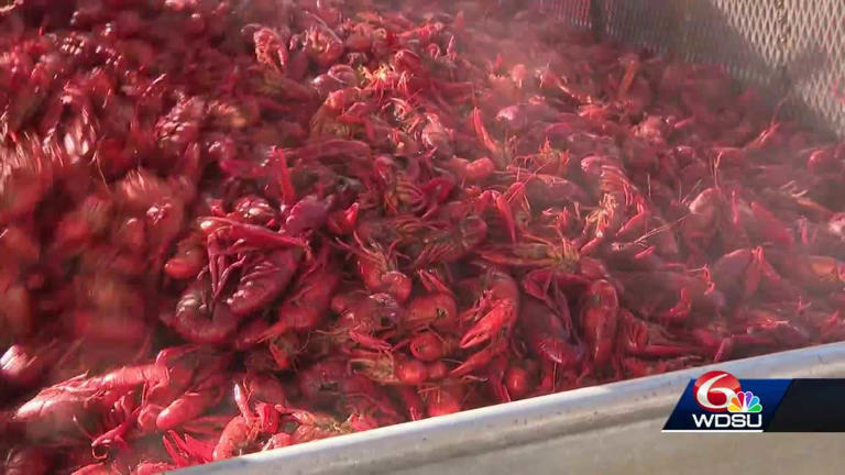Crawfish festival taking place this weekend in St. Bernard Parish