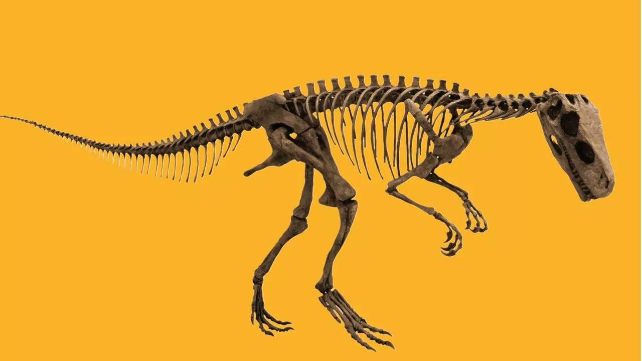 168-million-year-old plant-eating dinosaur fossil discovered in Morocco ...