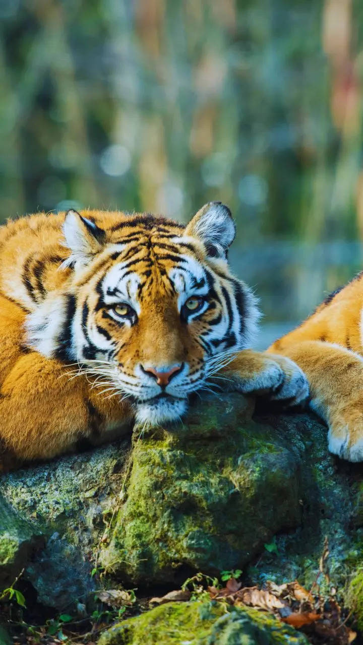 India’s top 8 national parks for guaranteed tiger sightings!