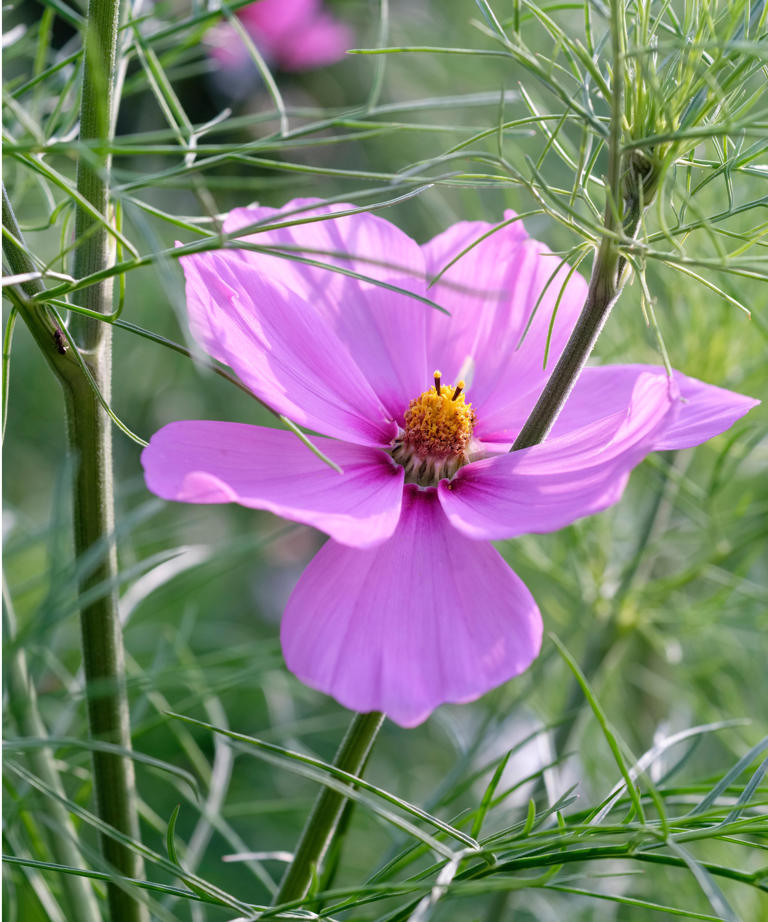 Best types of cosmos – 15 beautiful varieties to grow for a colorful ...
