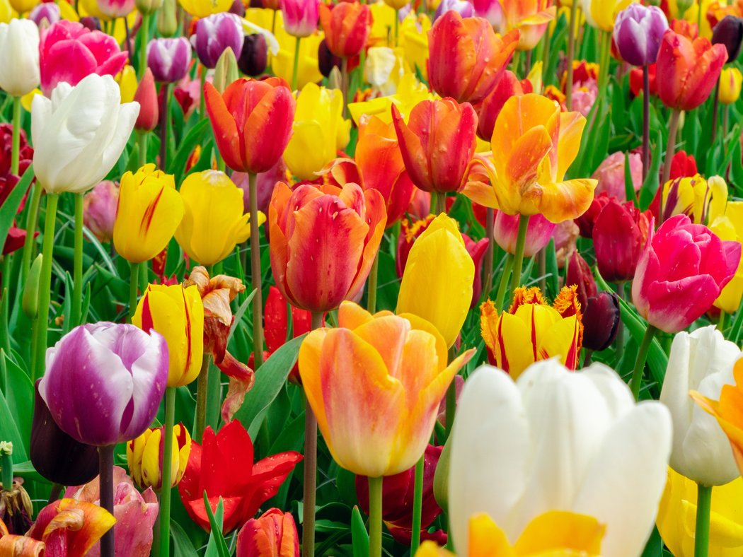 Der Frühling erwacht: Die schönsten Gärten der Welt