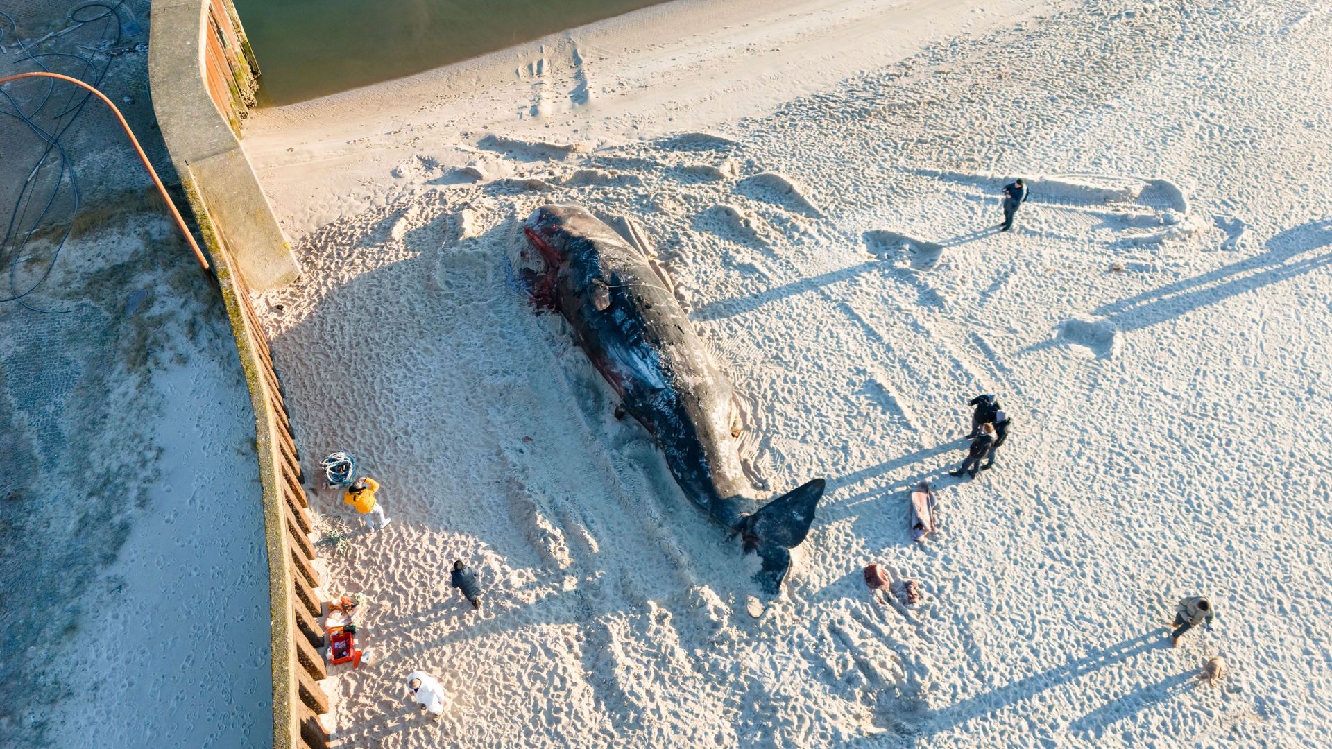 Sylt-Wal: Spezialist löst Fleischreste vom Unterkiefer