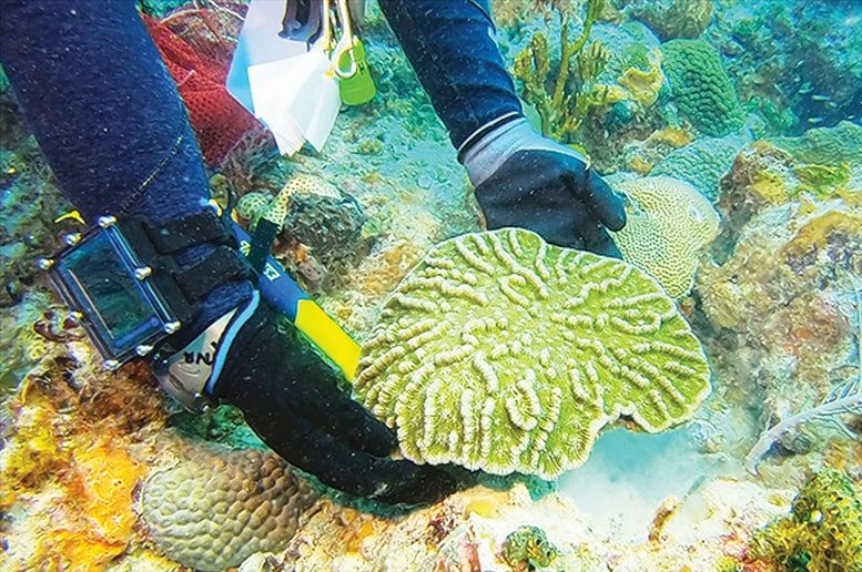 Florida coral reef documentary is well-received at film festivals