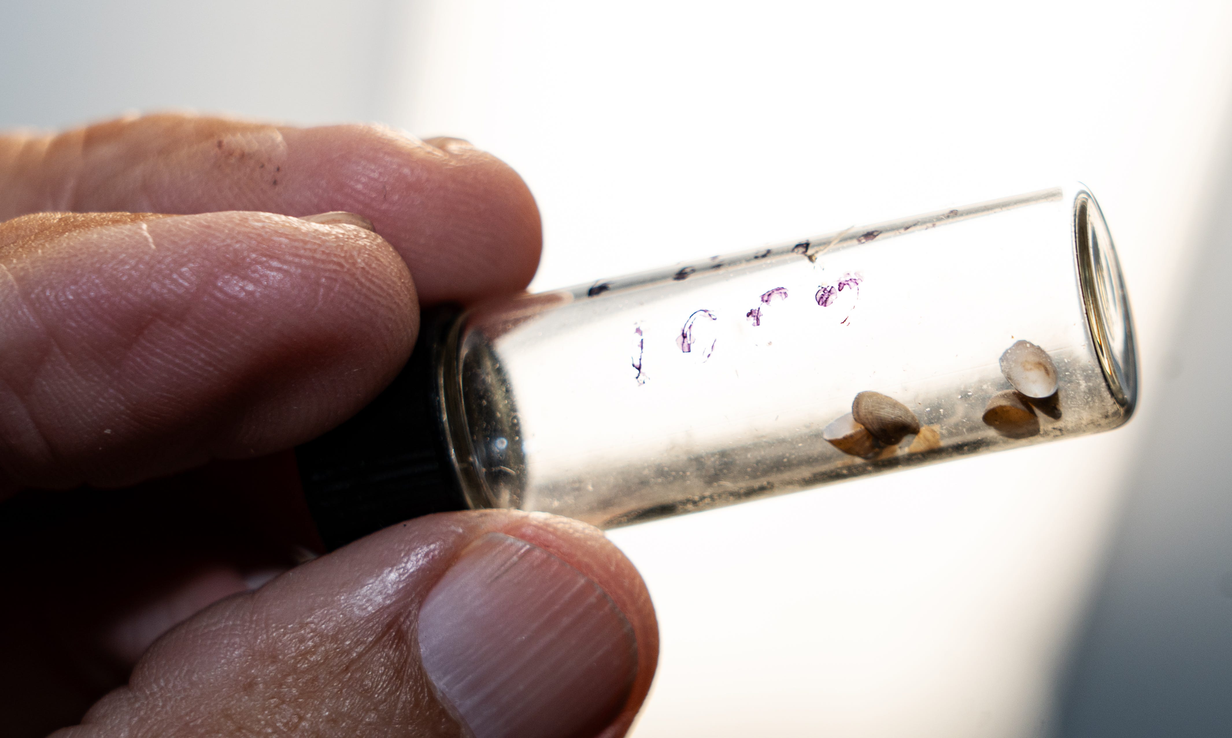 Sanibel shell museum: This tiny, cream-colored shell was found in ...
