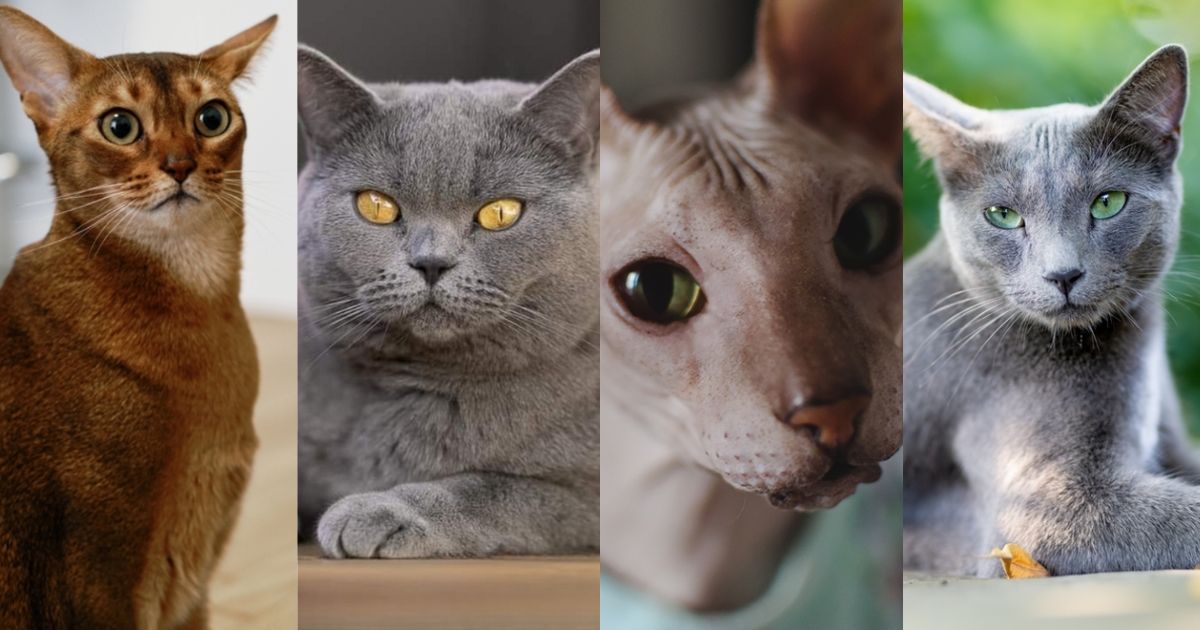 Er din kat på listen? Disse 16 katteracer har den længste levetid