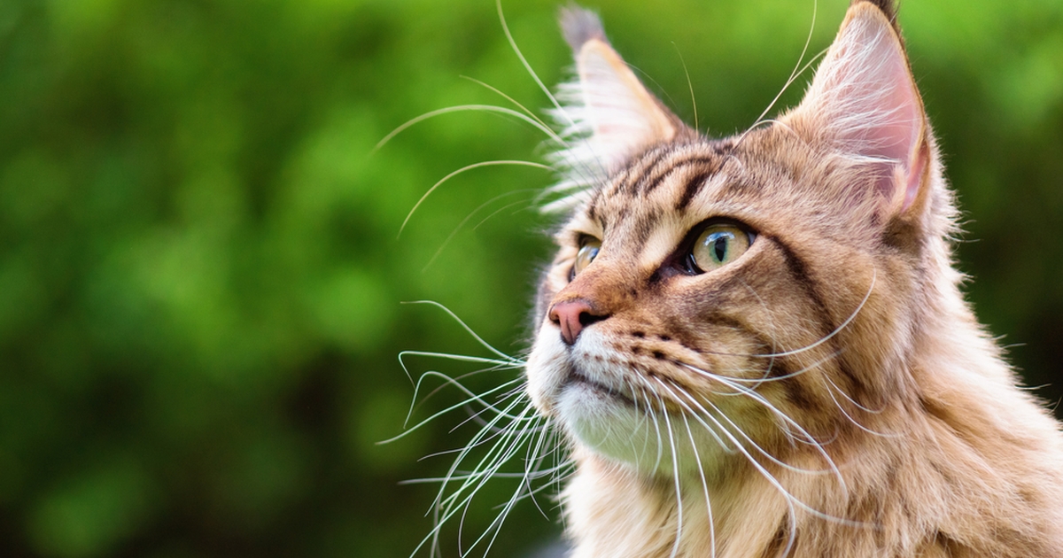 Er din kat på listen? Disse 16 katteracer har den længste levetid