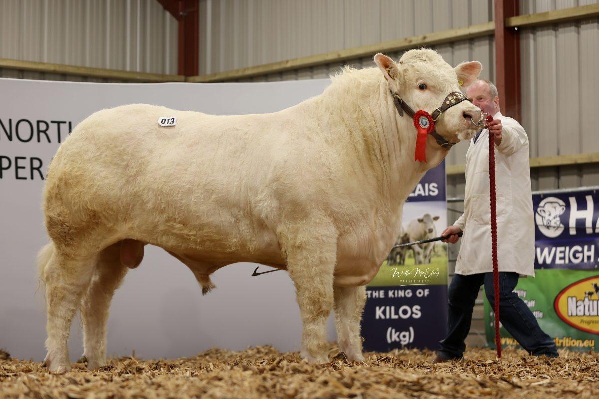 Charolais trade tops at 9600gns at Swatragh Spring Supreme
