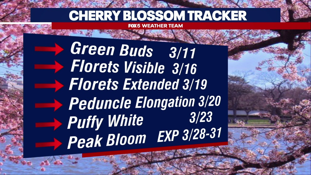 DC's cherry blossom trees reach stage 5, signaling approach of peak bloom