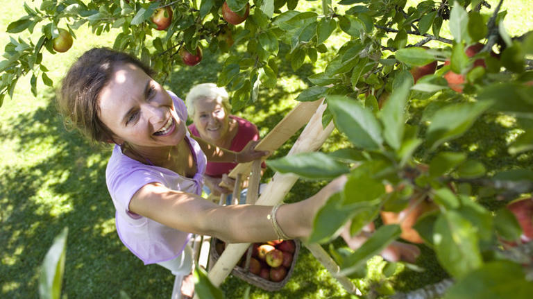 Tips And Tricks To Help Your Fruit Trees Grow And Produce Faster