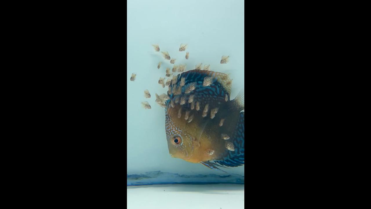 Discus Fish Babies Feeding