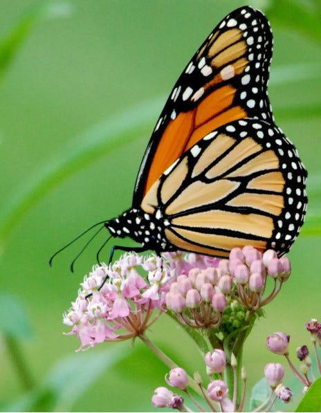 Monarch fall migration 2025: What to know as they follow the shorelines ...