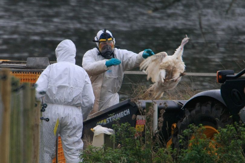 UK food safety update issued as bird flu jumps to sheep for first time