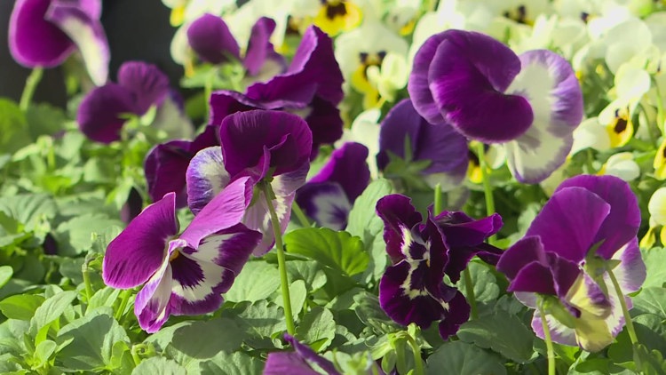 March pansy planting: How to ensure blooms last amid changing seasons