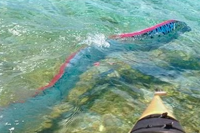 Deep-Sea Giants: Enormous Creatures Scientists Found in the Abyss