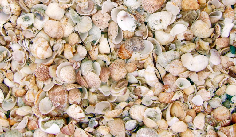 How to Clean and Preserve Seashells From Your Beach Vacation