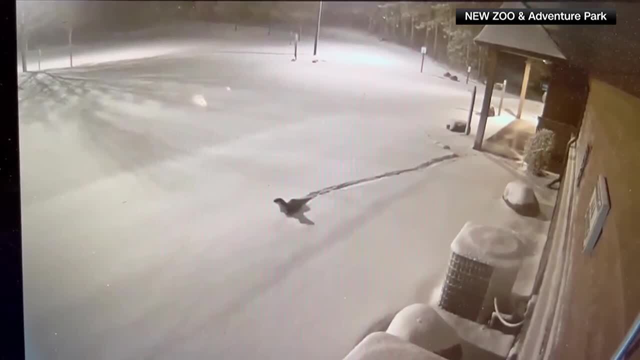 NEW Zoo otters still on the loose, zoo working with local trappers