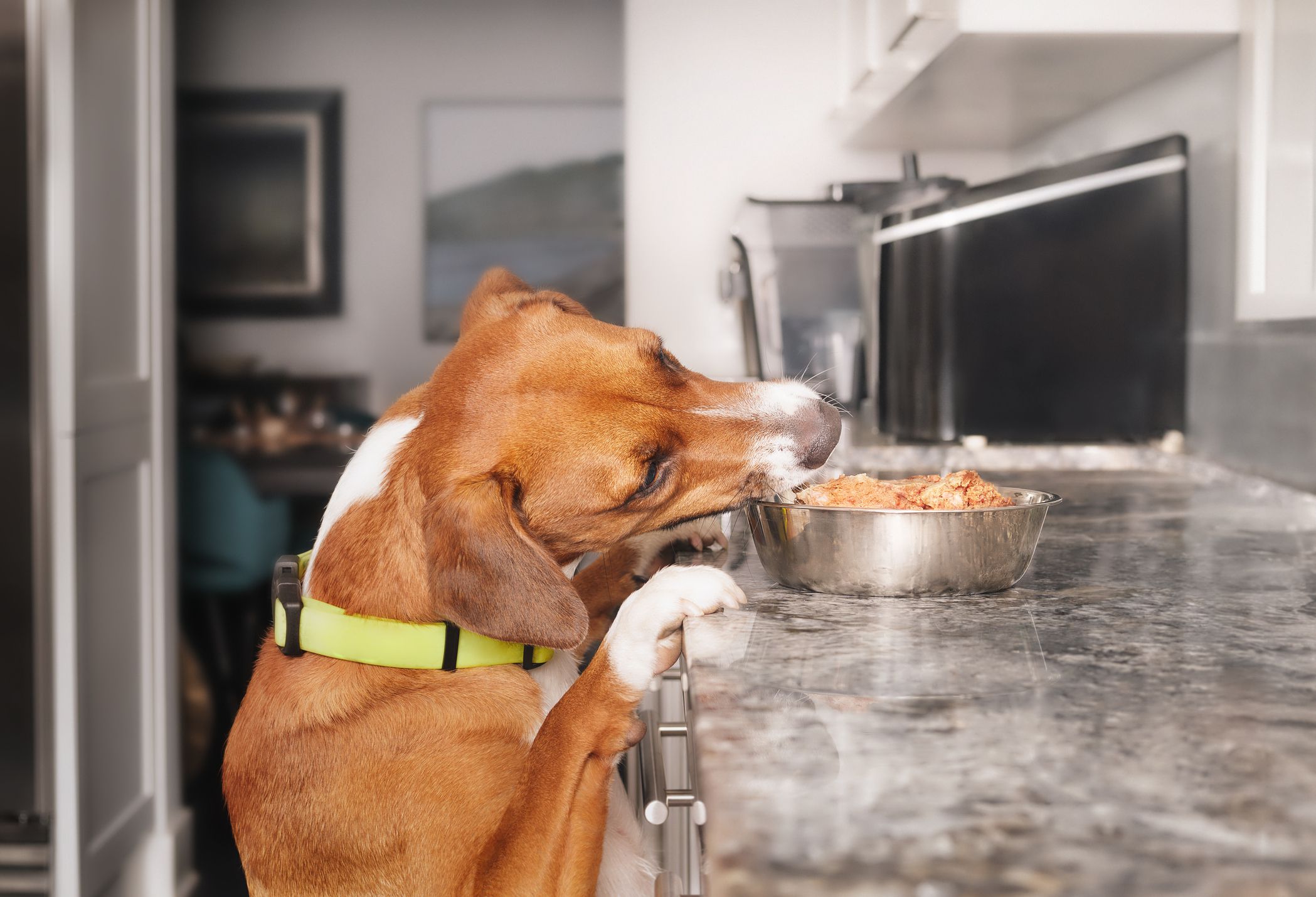 8 Things to Never Leave on Your Kitchen Countertop