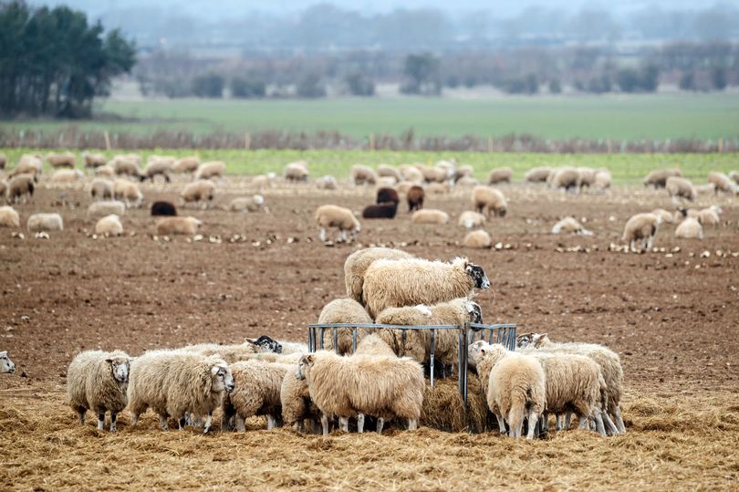 FSA verdict on food safety risks after bird flu found in sheep in England
