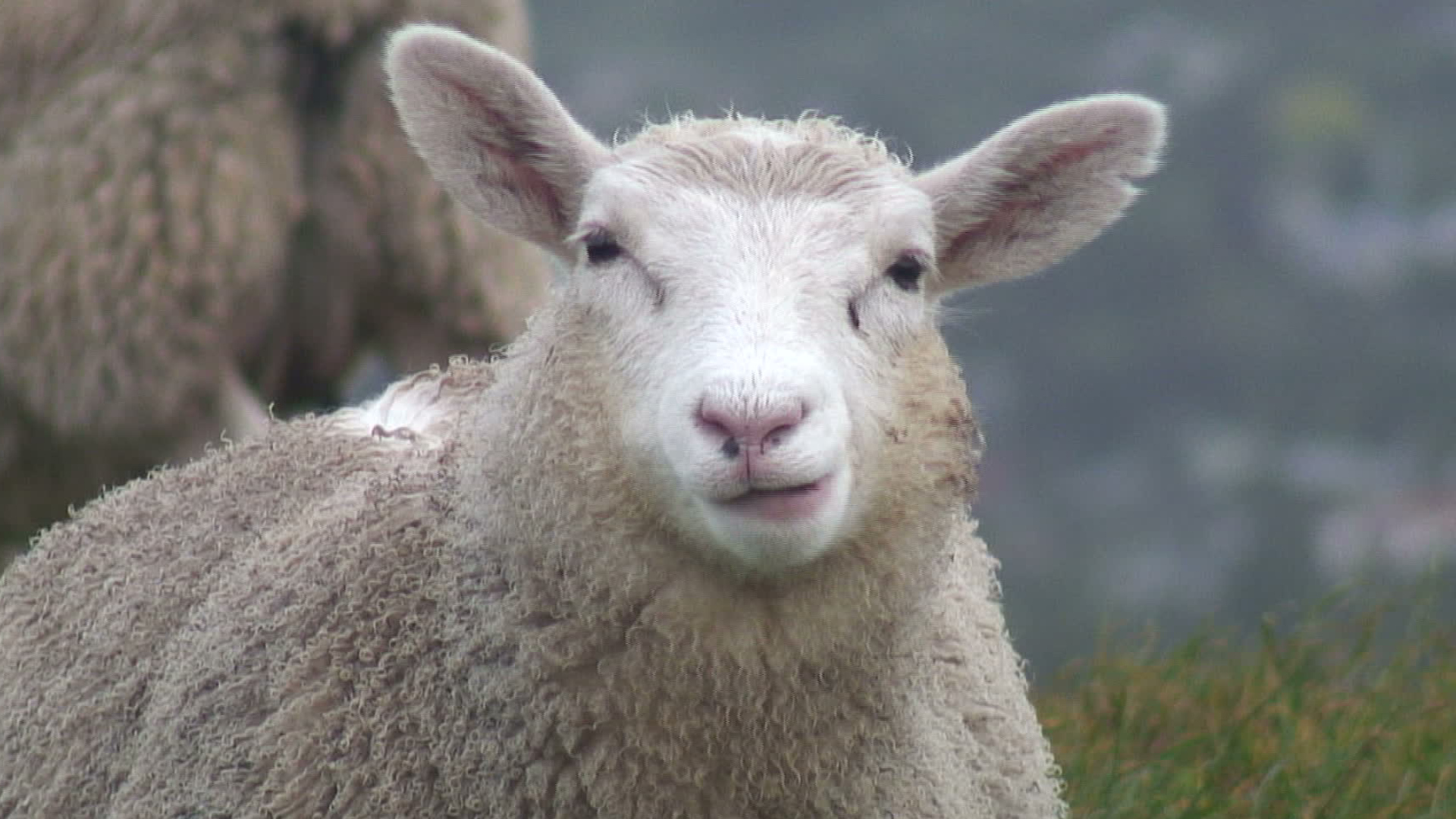 First UK Case of Bird Flu in Sheep Confirmed on Yorkshire Farm
