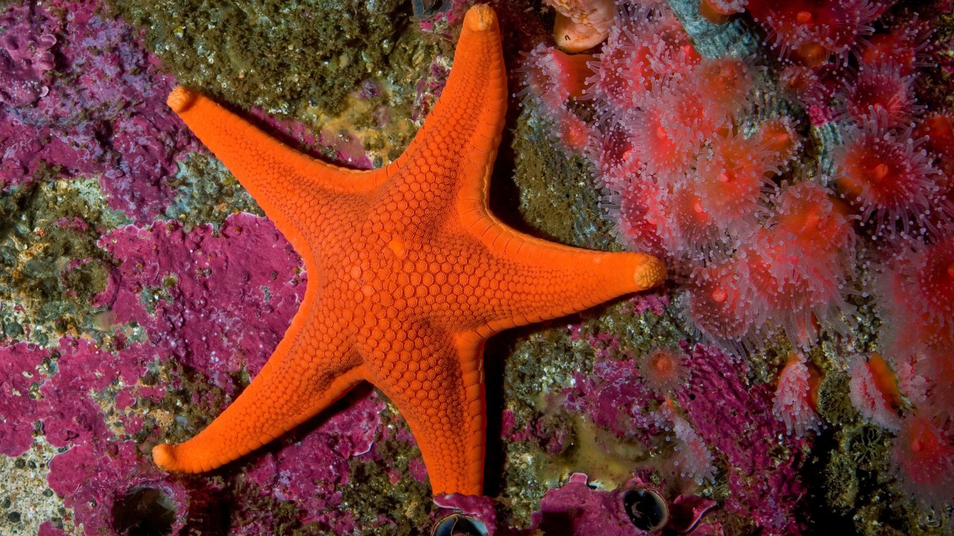 MIT bends biology: Starfish cells shape-shift under light to heal ...