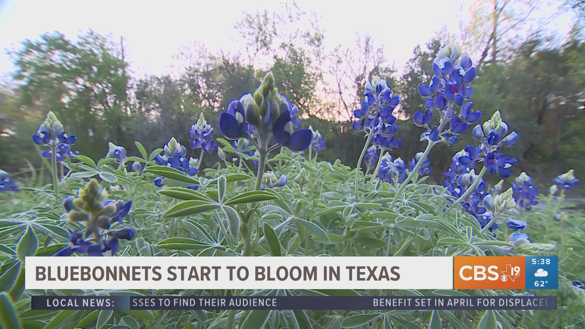 When do bluebonnets bloom in Texas?